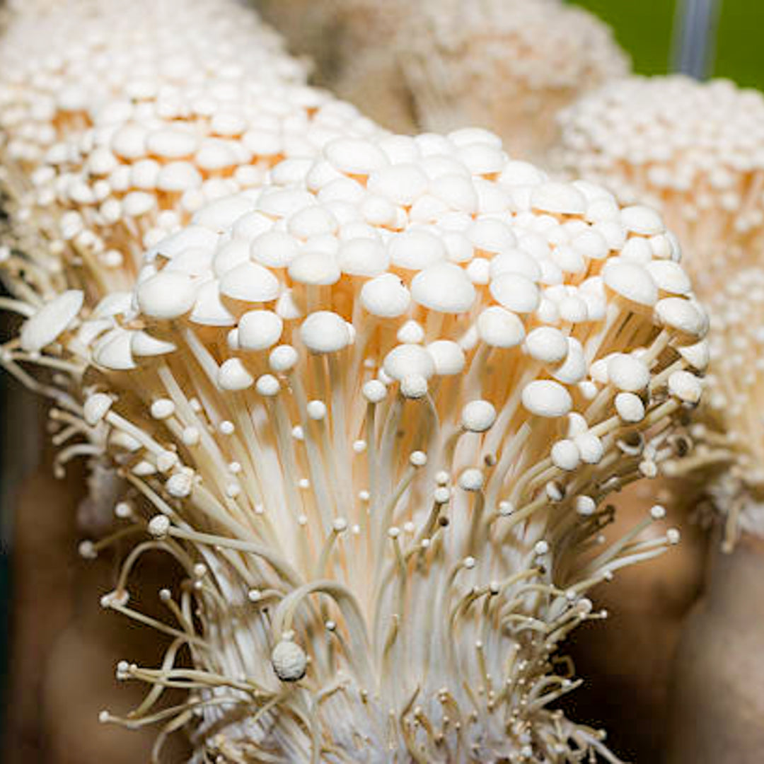 Enoki Mushroom | Plant Based Protein • Grocery Delivery Bangkok – Happy ...